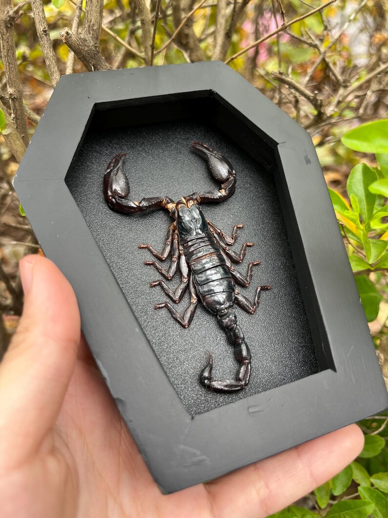 Real Scorpion Coffin Framed, Bug Taxidermy Gothic Decor Framed Insect ...