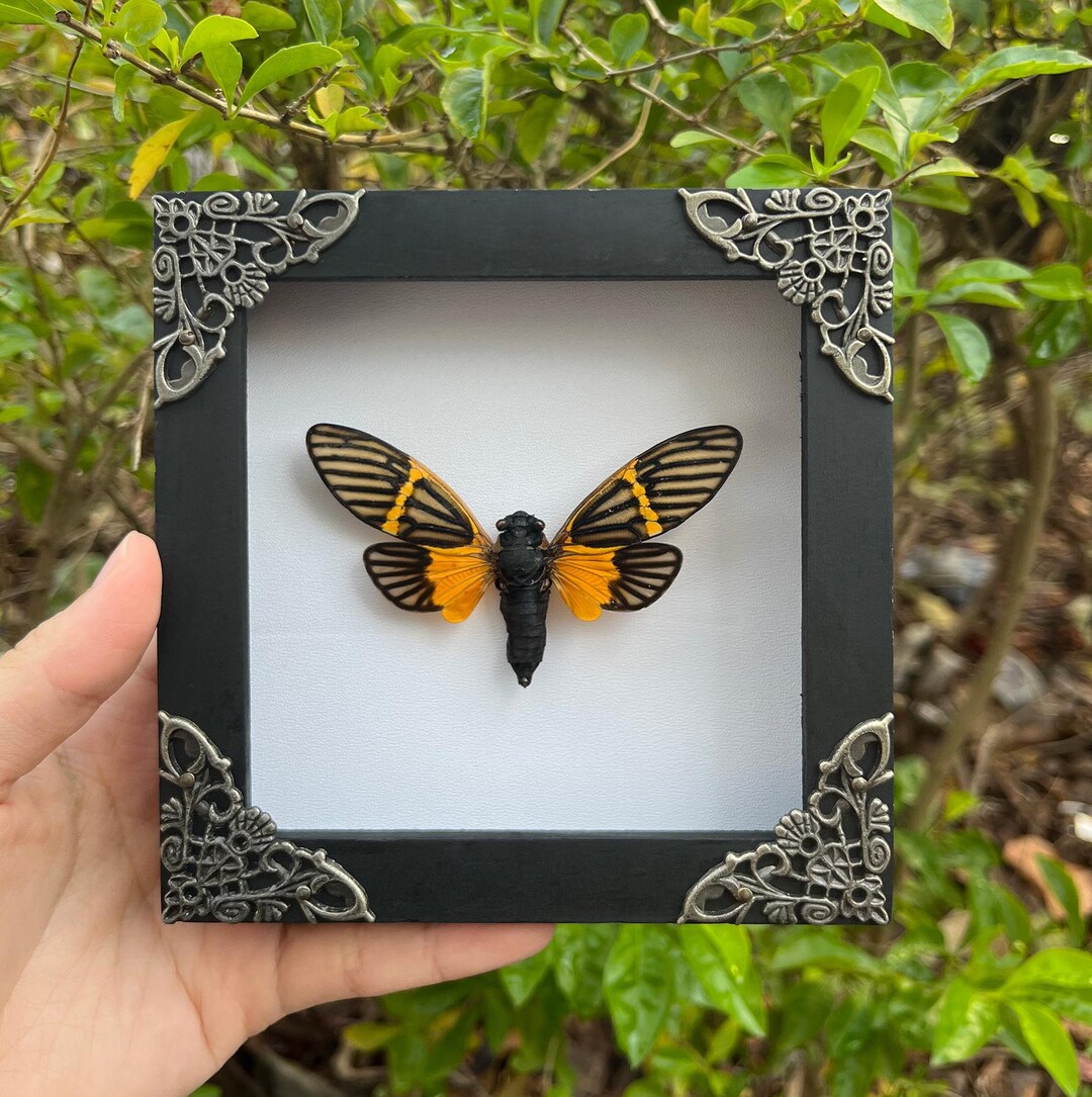 Real Cicada Taxidermy Framed, Insect Bug Art Gallery Collection Wall ...