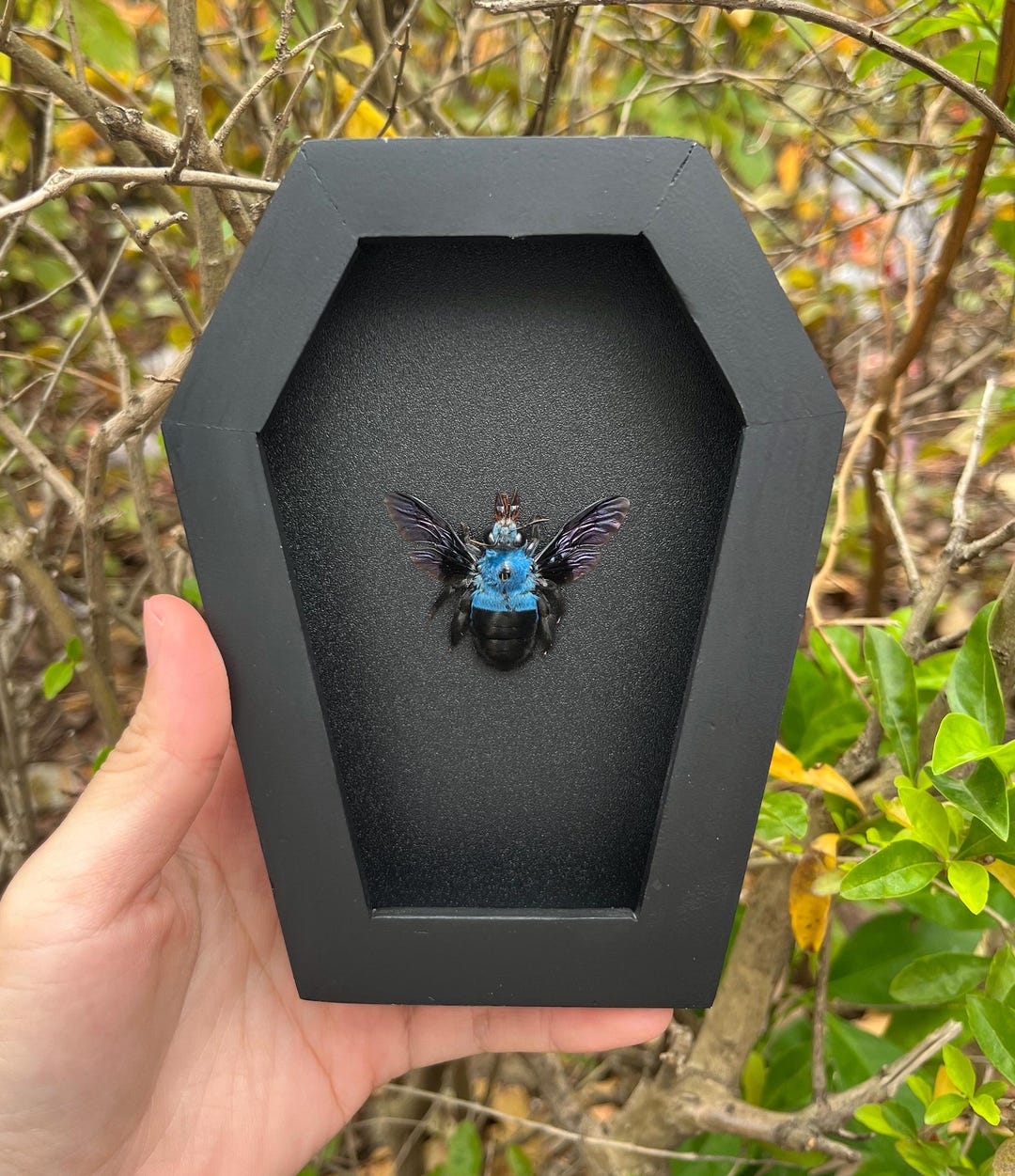 Real Blue Carpenter Bee Coffin Framed, Bug Taxidermy Gothic Studio ...