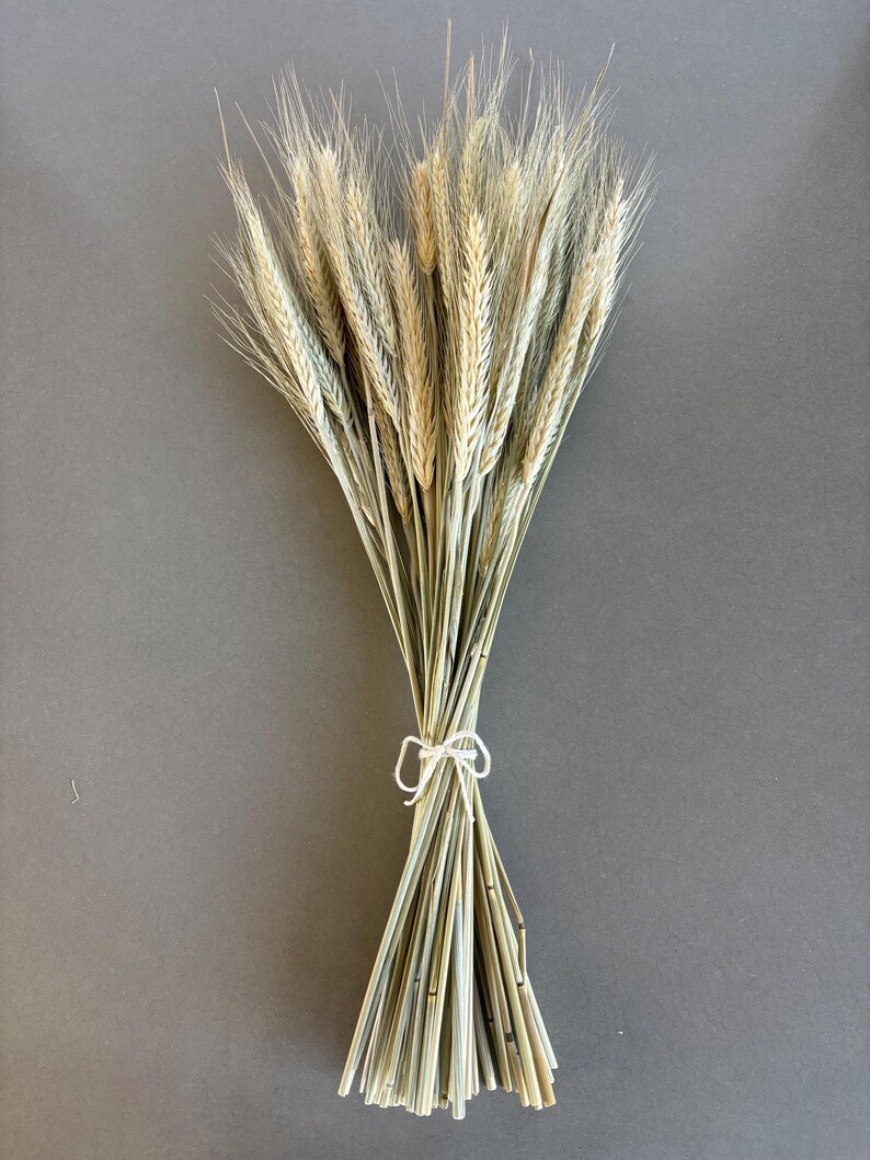 Dried Wheat Bunch, Natural Home Decor, Neutral Filler for Bouquets and ...