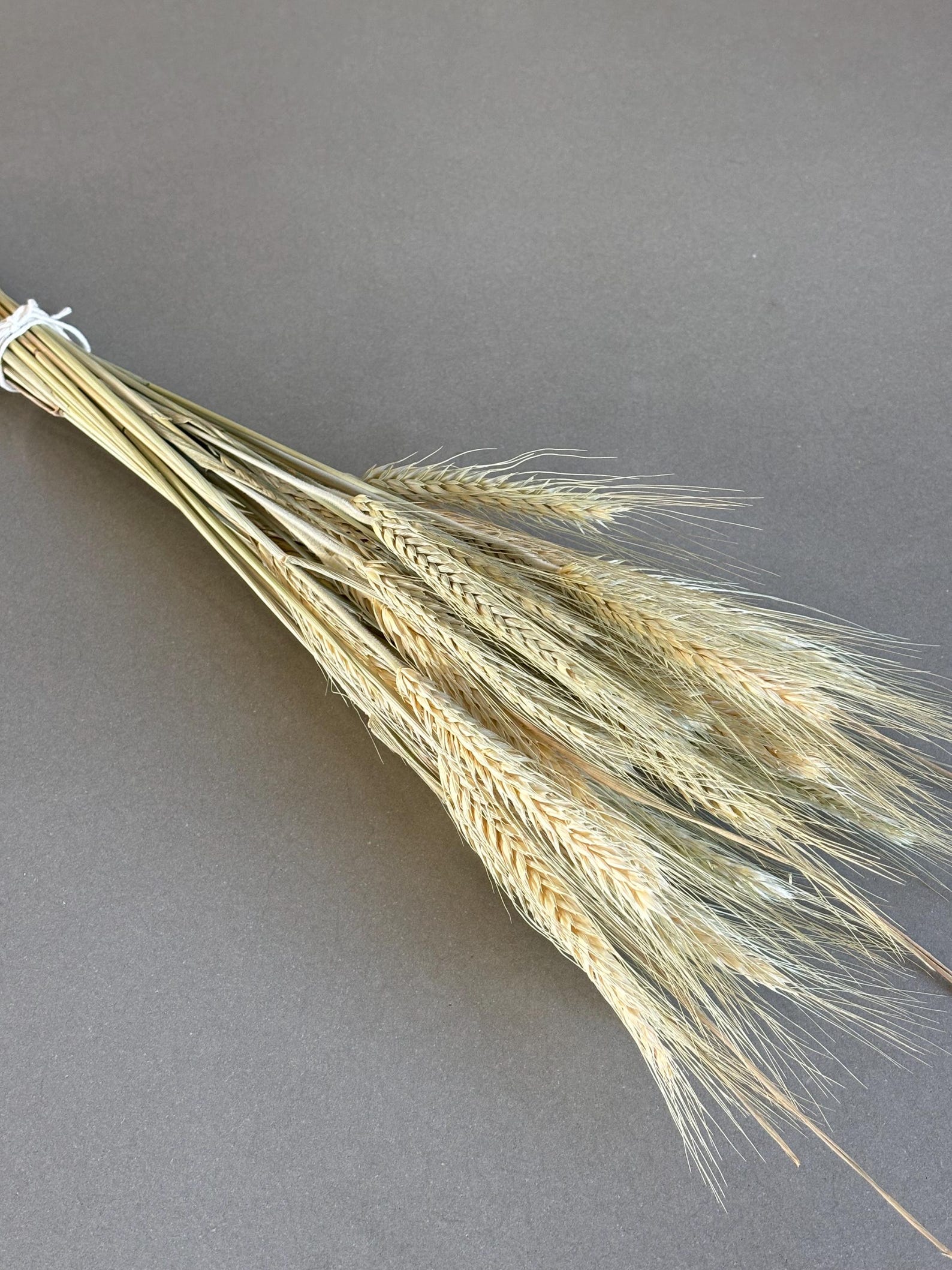 Dried Wheat Bunch, Natural Home Decor, Neutral Filler for Bouquets and ...