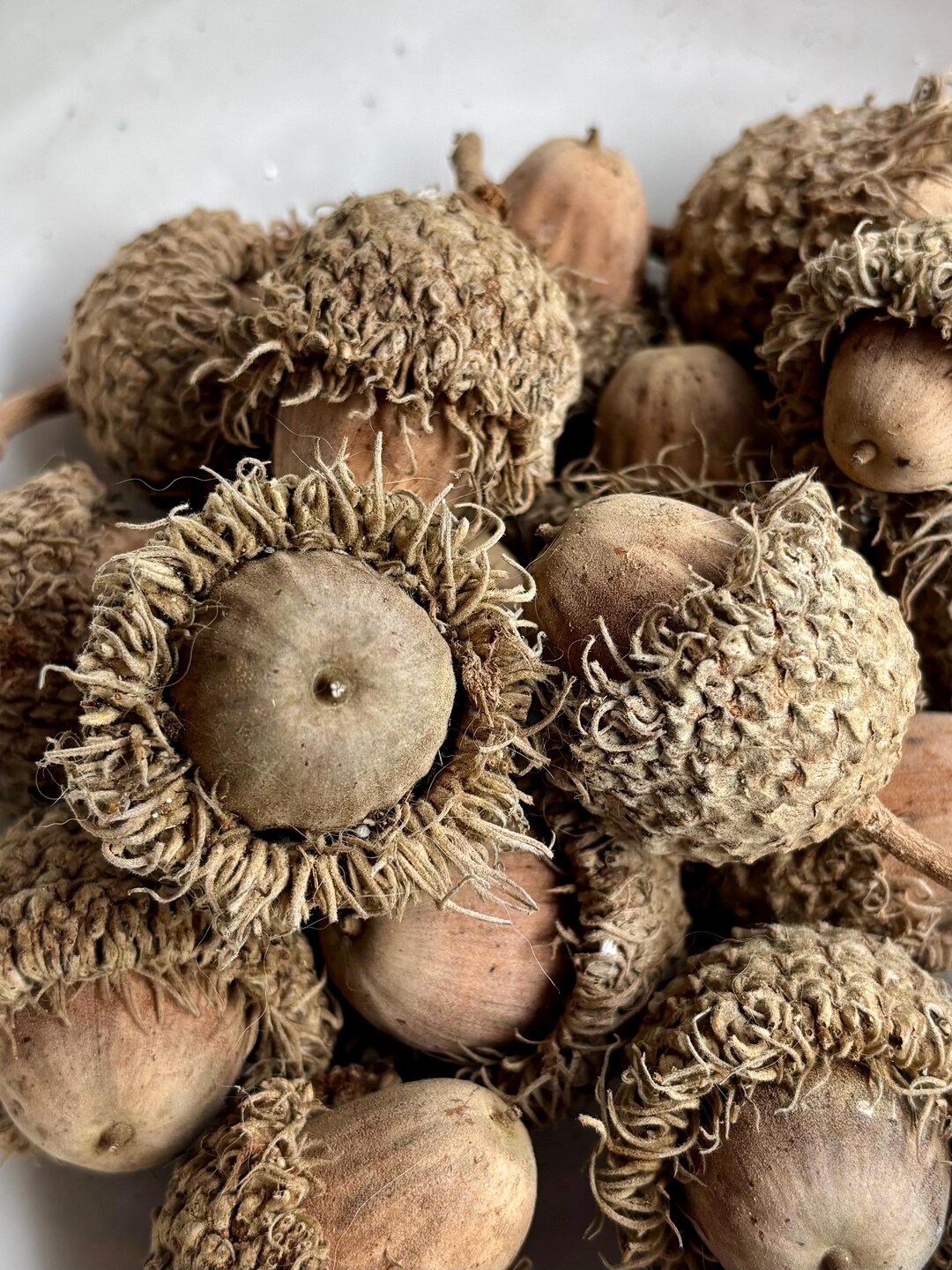 Large Oak Acorns With Caps, Natural Dried Craft Material - Etsy