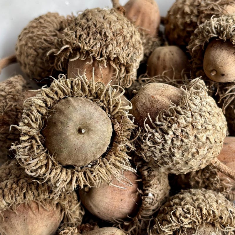 Acorn Cap - Etsy