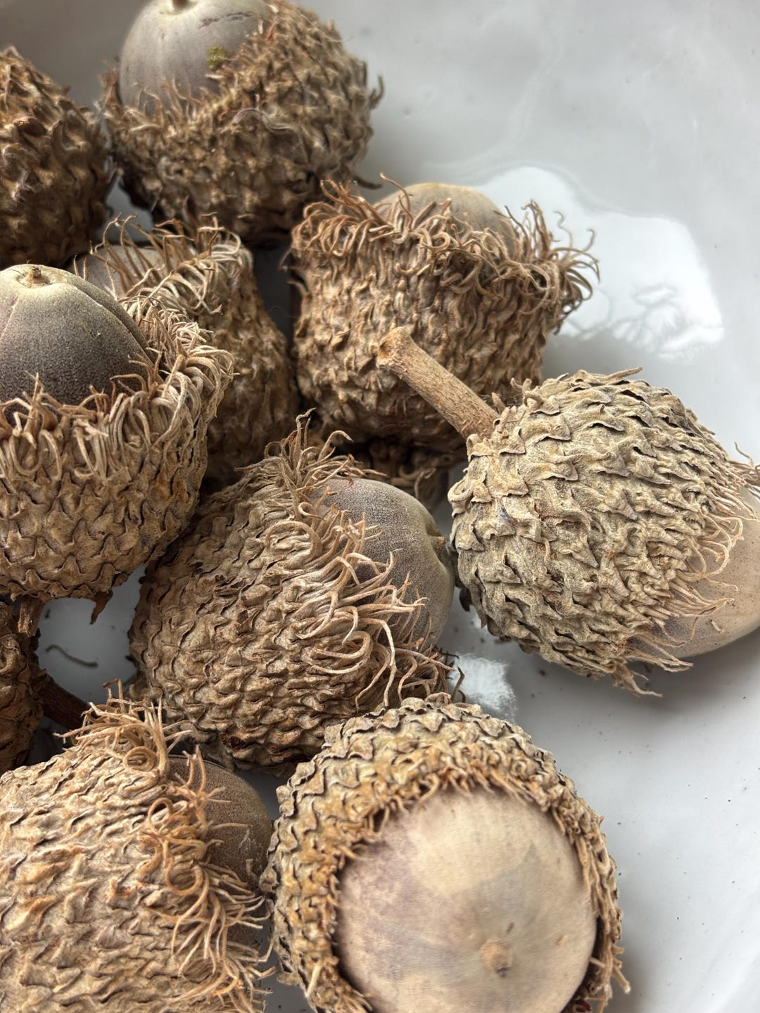 Extra Large Oak Acorns With Caps, Natural Dried Decor, Material for ...
