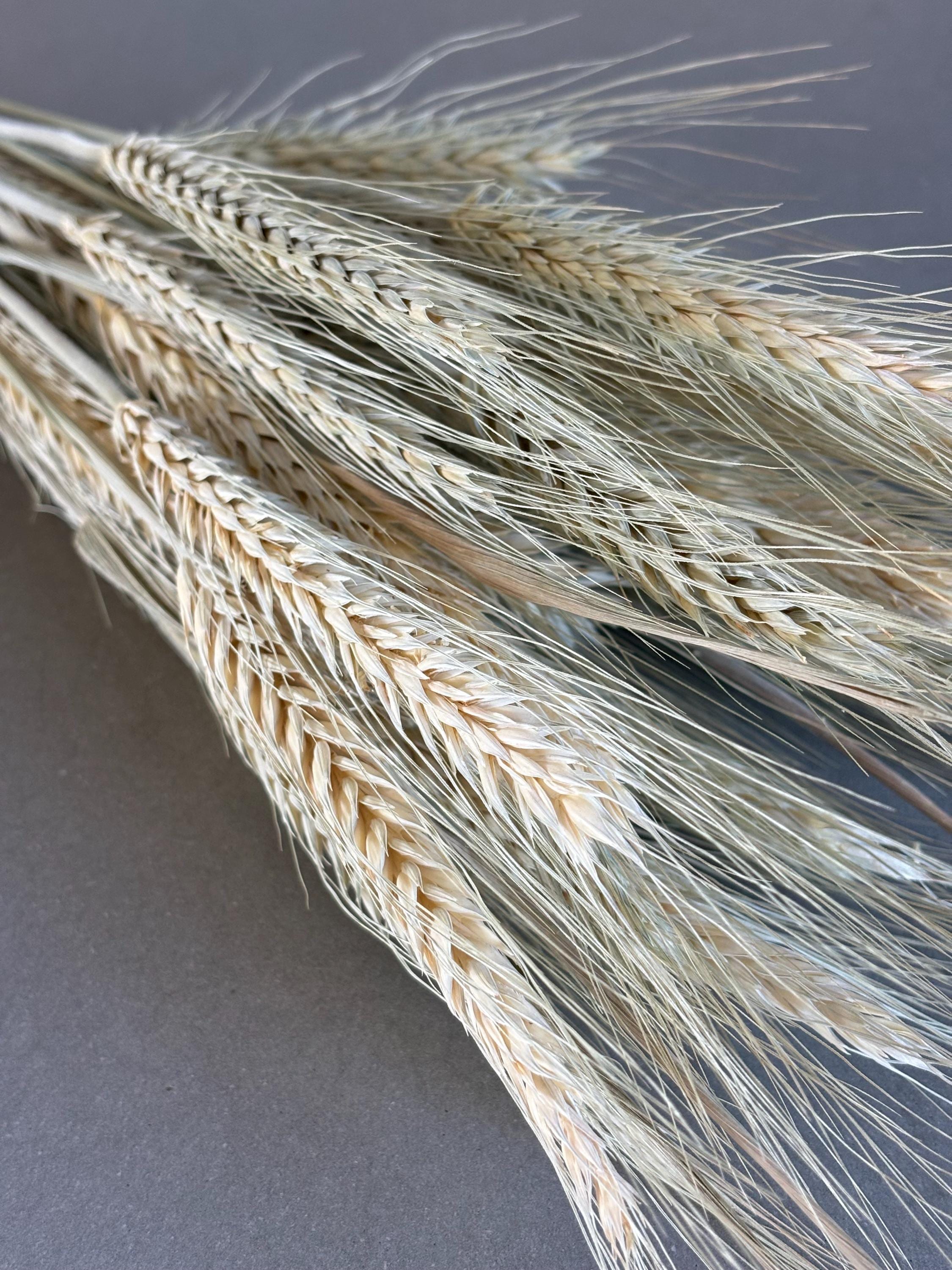 Dried Wheat Bunch, Natural Home Decor, Neutral Filler for Bouquets and ...