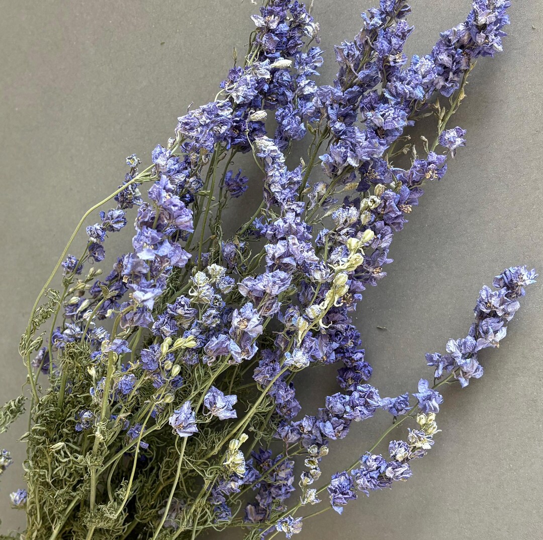 Dried Larkspur Bunch Dark Blue, Dried Blue Flowers, Materials for ...