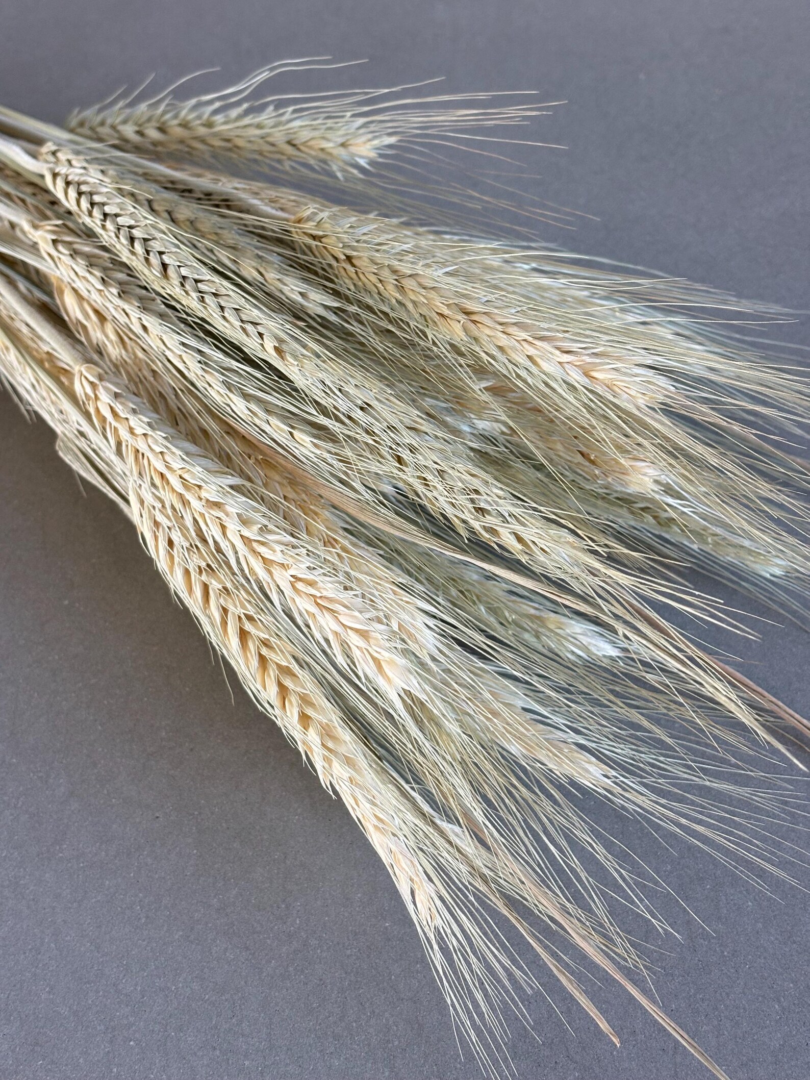 Dried Wheat Bunch, Natural Home Decor, Neutral Filler for Bouquets and ...