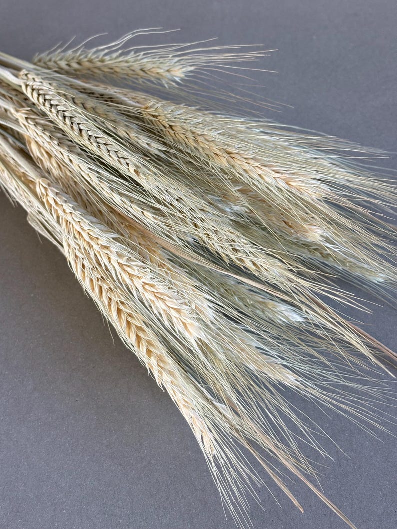 Dried Wheat Bunch, Natural Home Decor, Neutral Filler for Bouquets and ...