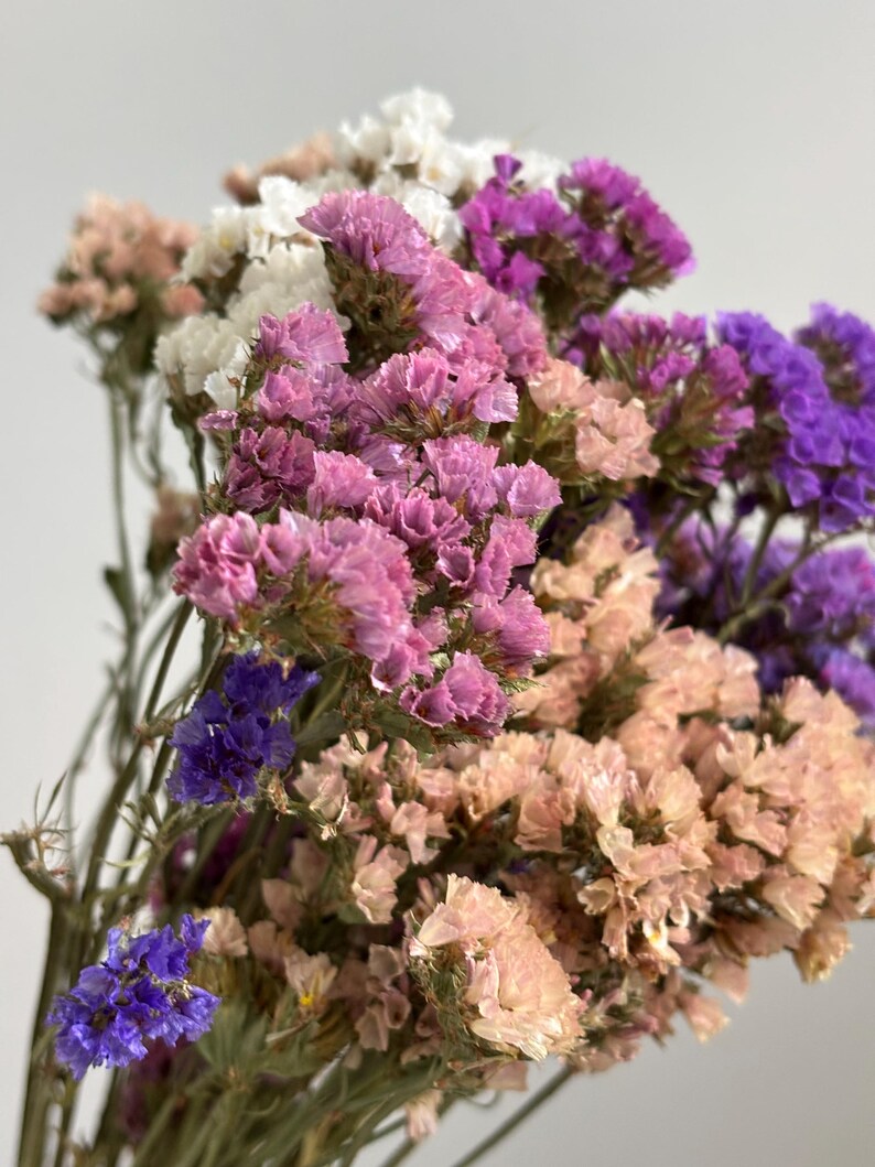 Dried Statice Bunch, Dried Mixed Color Flowers, Bouquet Filler - Etsy