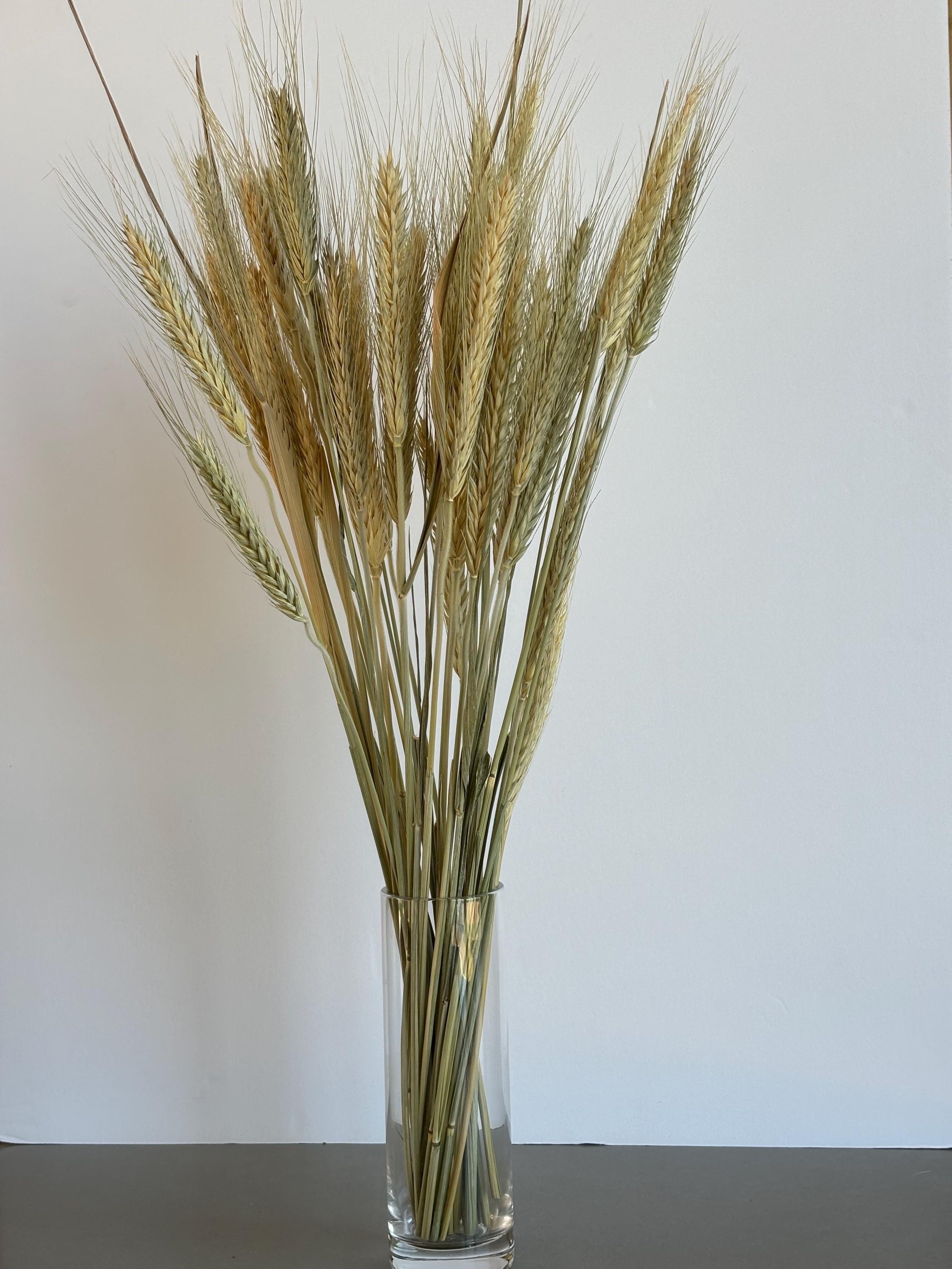 Dried Wheat Bunch, Natural Home Decor, Neutral Filler for Bouquets and ...