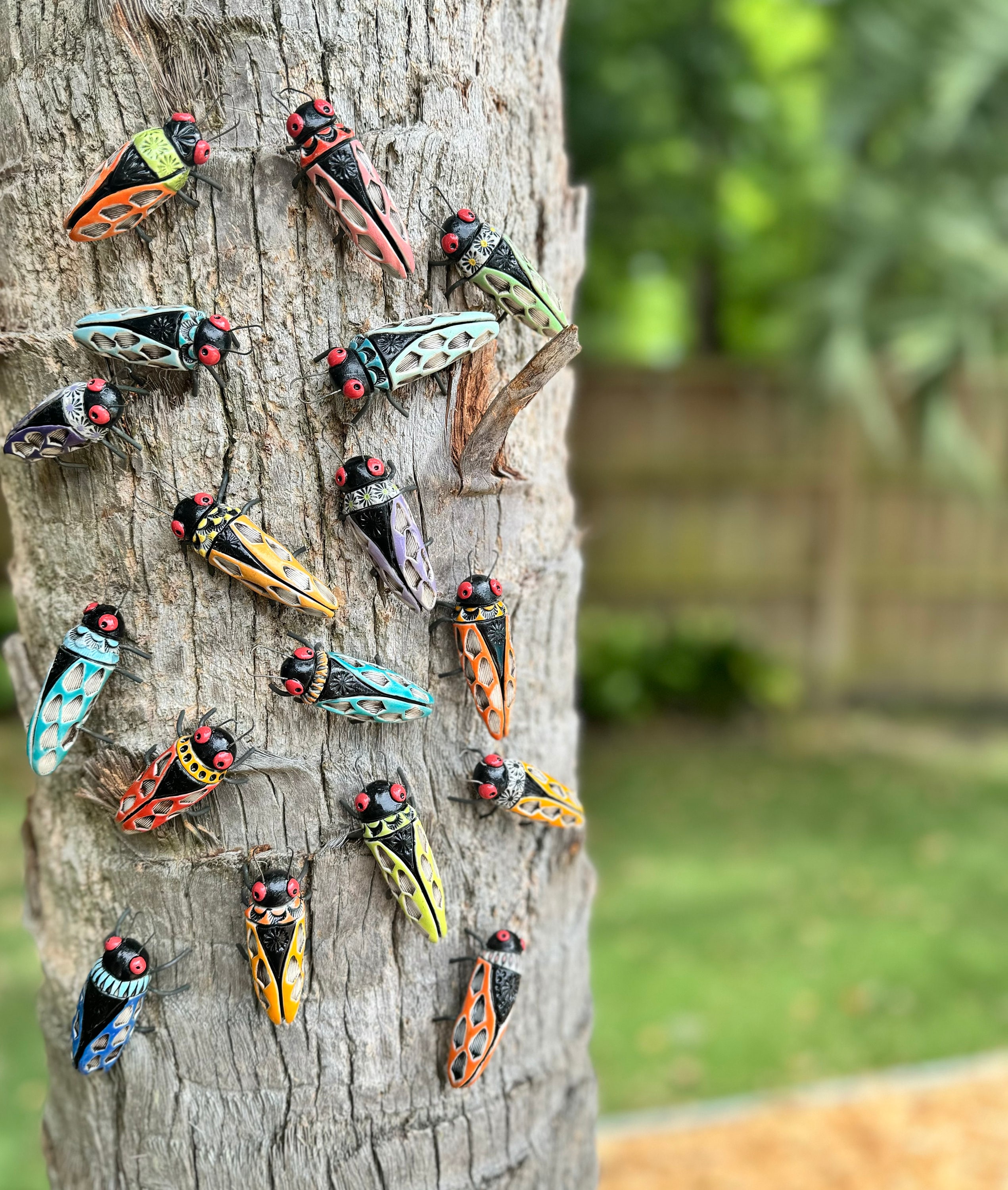 17 year cicada, choose your color // plant bugs // entomology ...