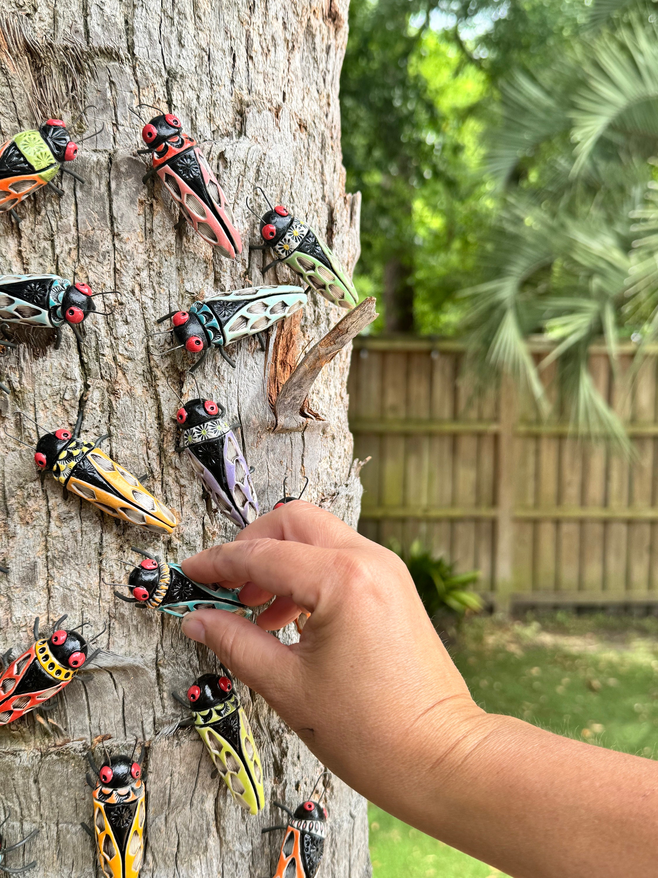17 year cicada, choose your color // plant bugs // entomology ...