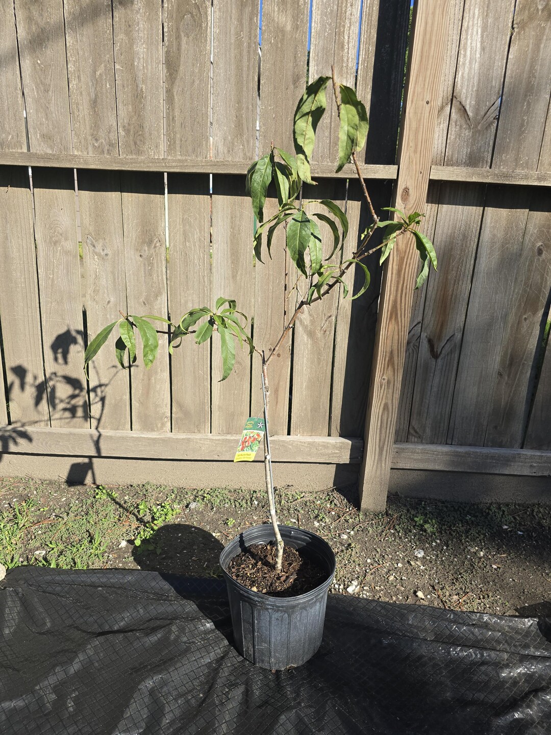 Sam Houston Peach Tree 4-5 Feet Tall in 3 Gallon Container - Etsy