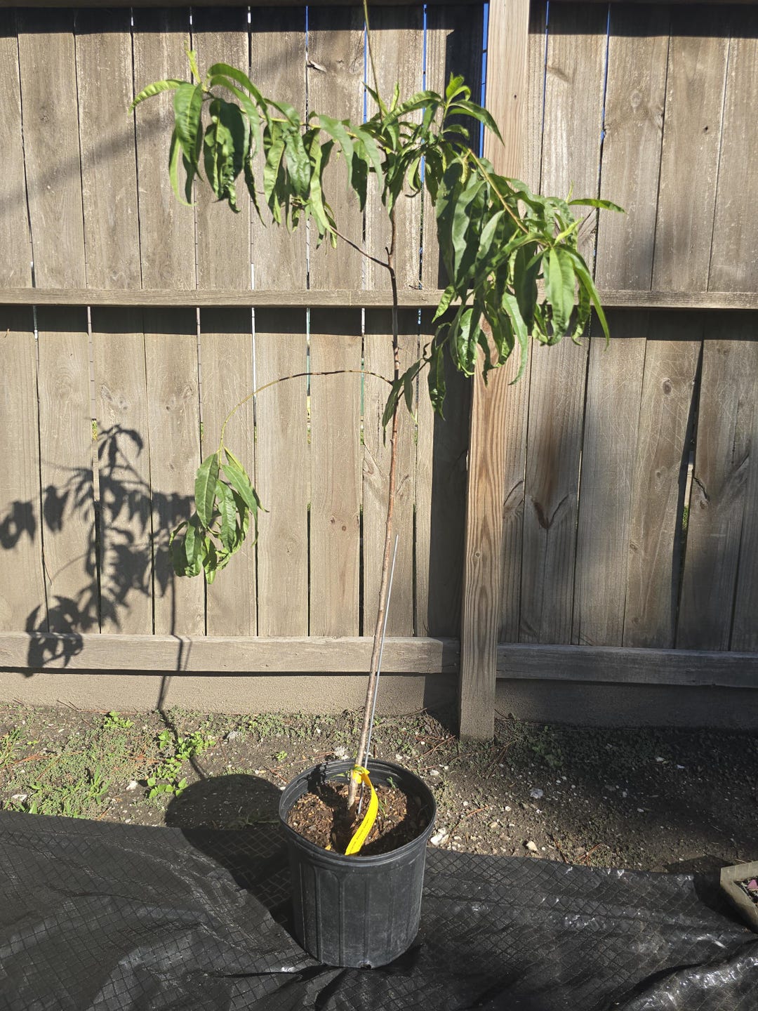 Smooth Delight Nectarine Tree 4-5 Feet Tall in 3 Gallon Container - Etsy