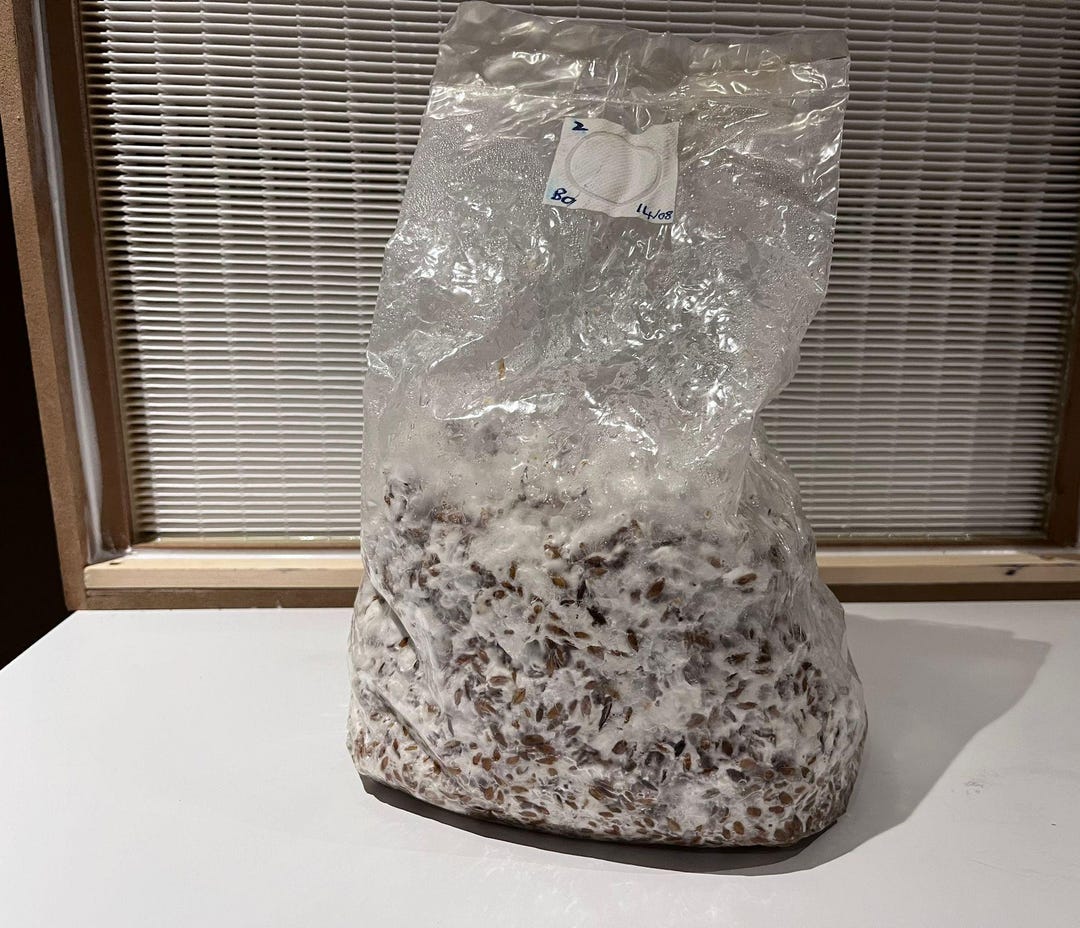 Blue Oyster Mushroom Grain Spawn - Fully Colonised 900g - Etsy