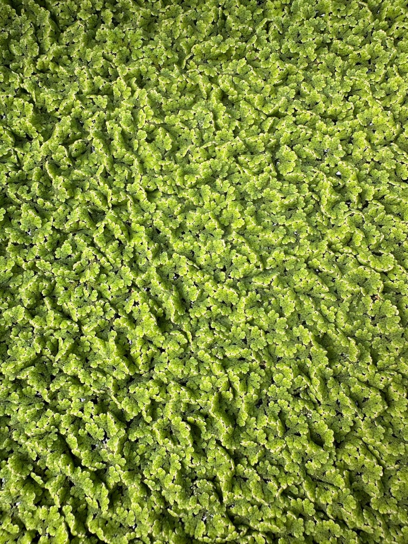 Live Azolla Mosquito Fern | Live Azolla Caroliniana – Floating Aquarium ...