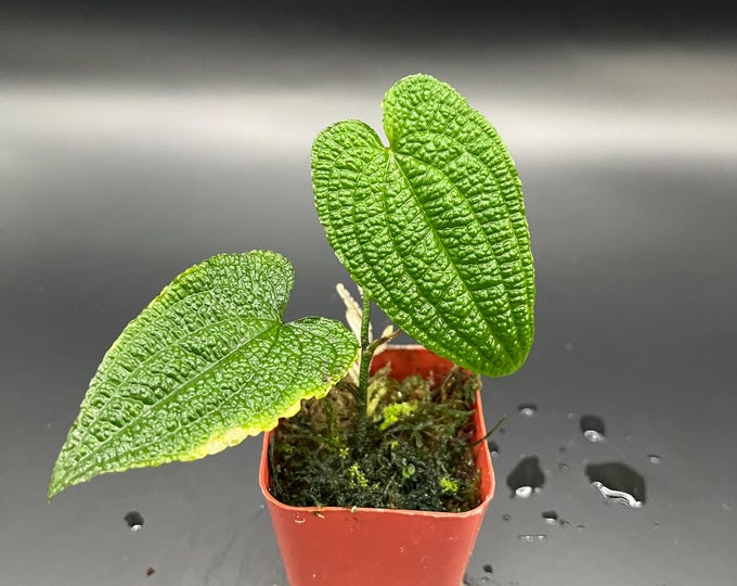 Rare Anthurium Clemanoides – Exact Plant - Unique Climbing Tropical ...