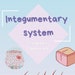 Integumentary System Anatomy and Skin Disease Bundle Study Guide for ...