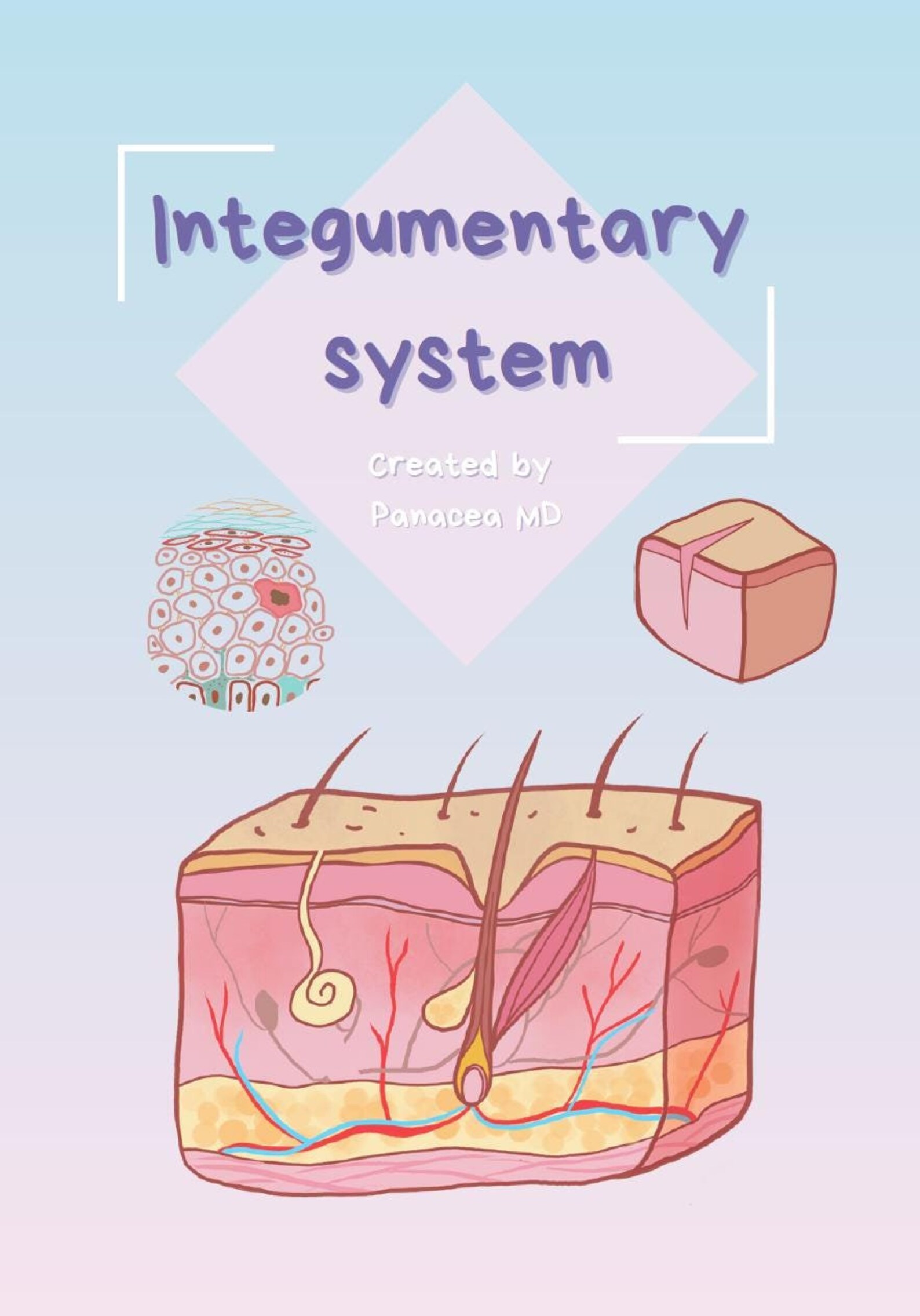 Integumentary System Anatomy and Skin Disease Bundle Study Guide for ...