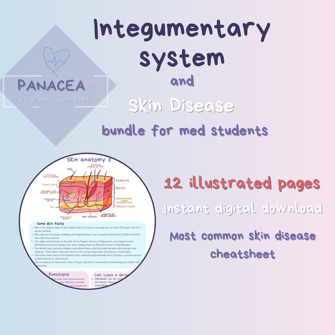 Integumentary System Anatomy and Skin Disease Bundle Study Guide for ...