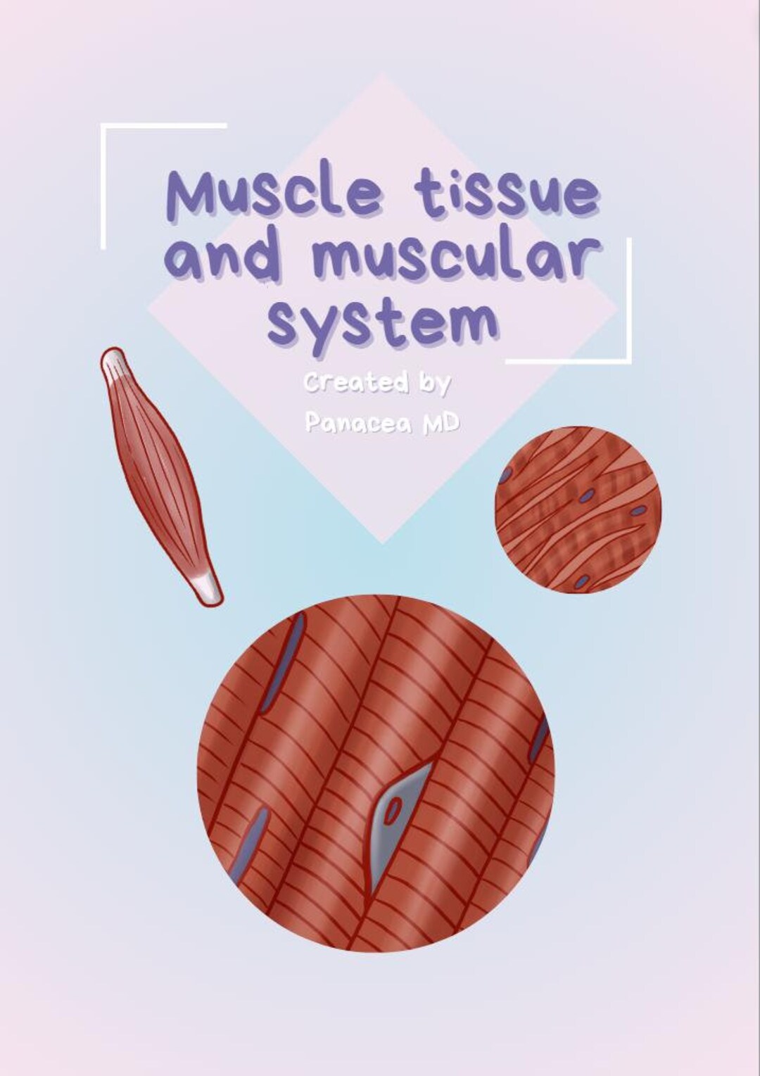 Muscle Tissue and Muscular System Anatomy Disease Bundle Study Guide ...