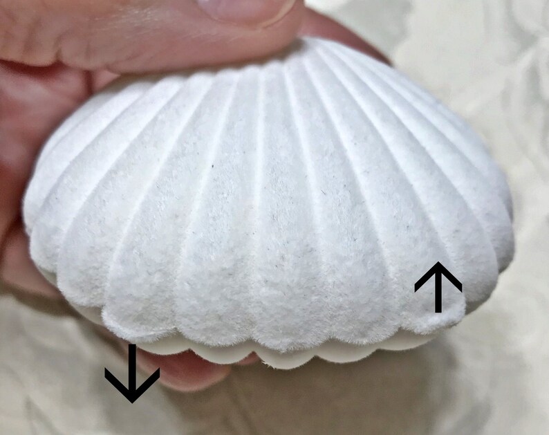 Seashell Clam Ring Holder, Beach Wedding or Proposal Ring Box, Clam ...