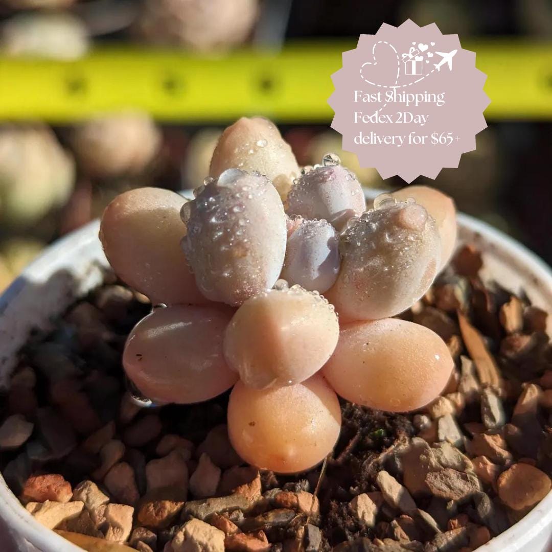 Rare Succulent Pachyphytum Hybrid 'sweet Dumpling', New Variety, Chubby ...