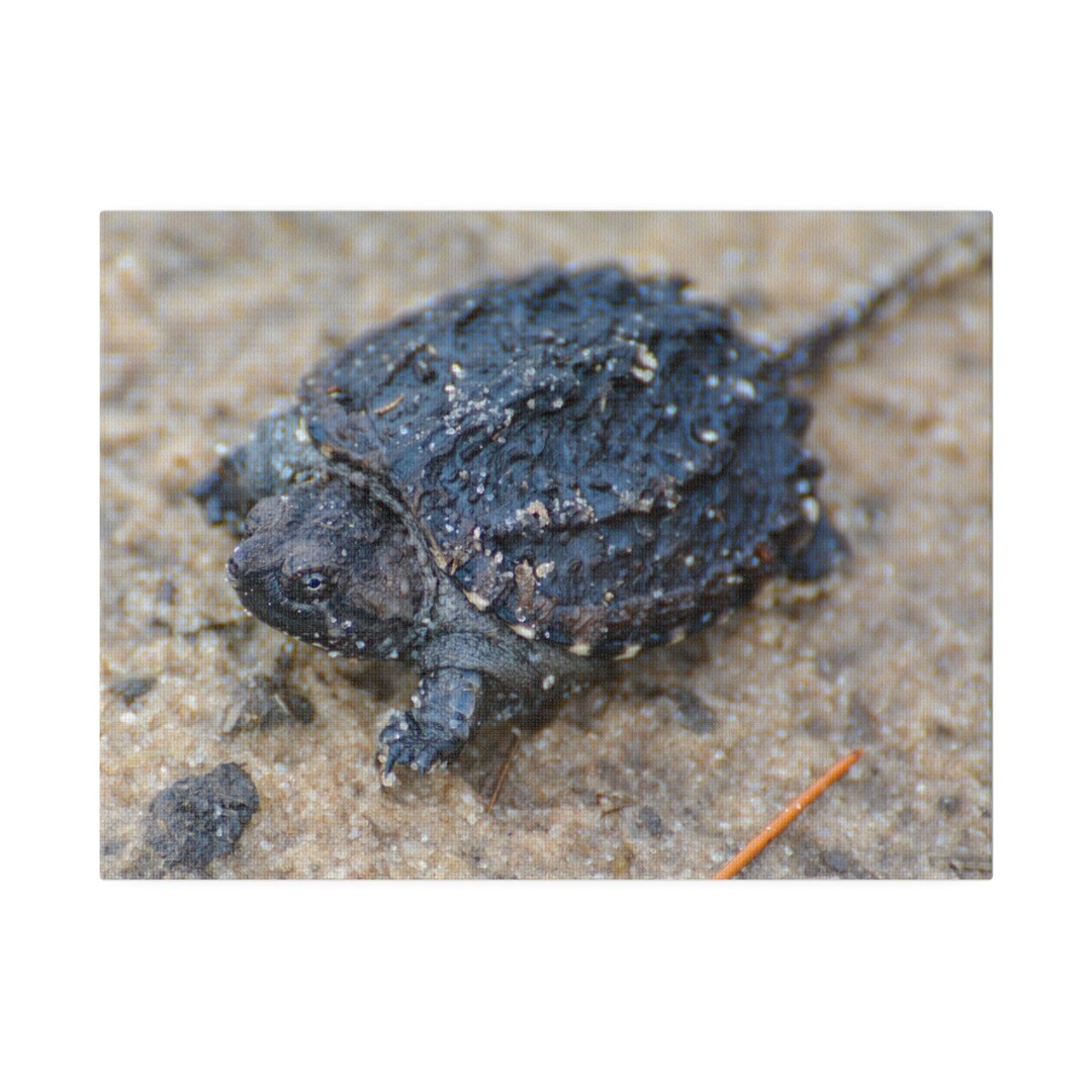 Common Snapping Turtle Hatchling Matte Canvas, Stretched, 0.75" - Etsy