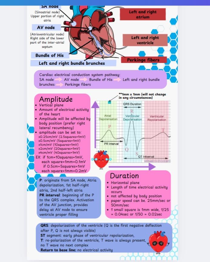 Veterinary Note, EKG Interpretation, Veterinary Technician Study Note ...