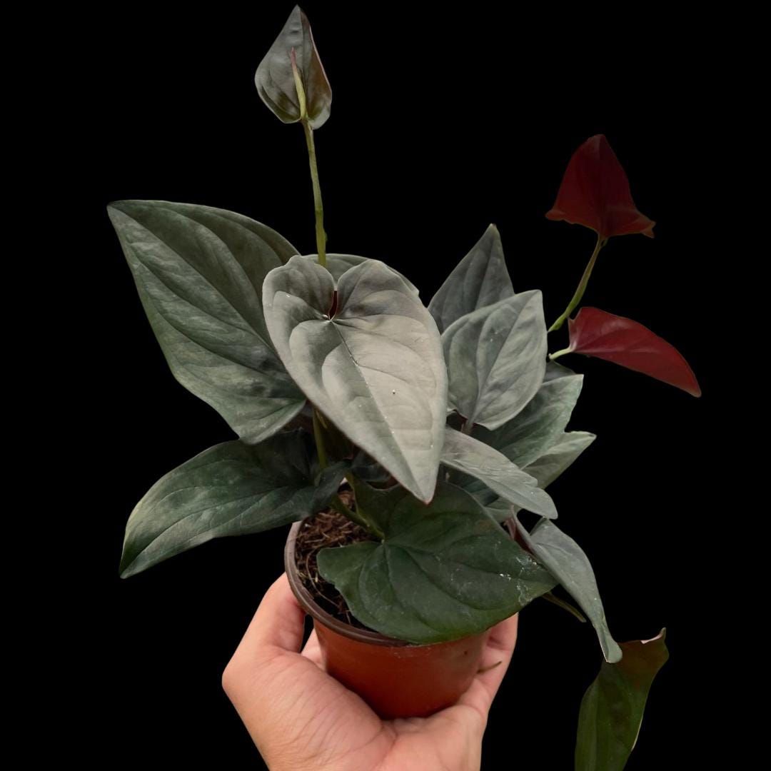 Syngonium Red Arrow Plant - Arrowhead Vine Houseplant With Vibrant ...