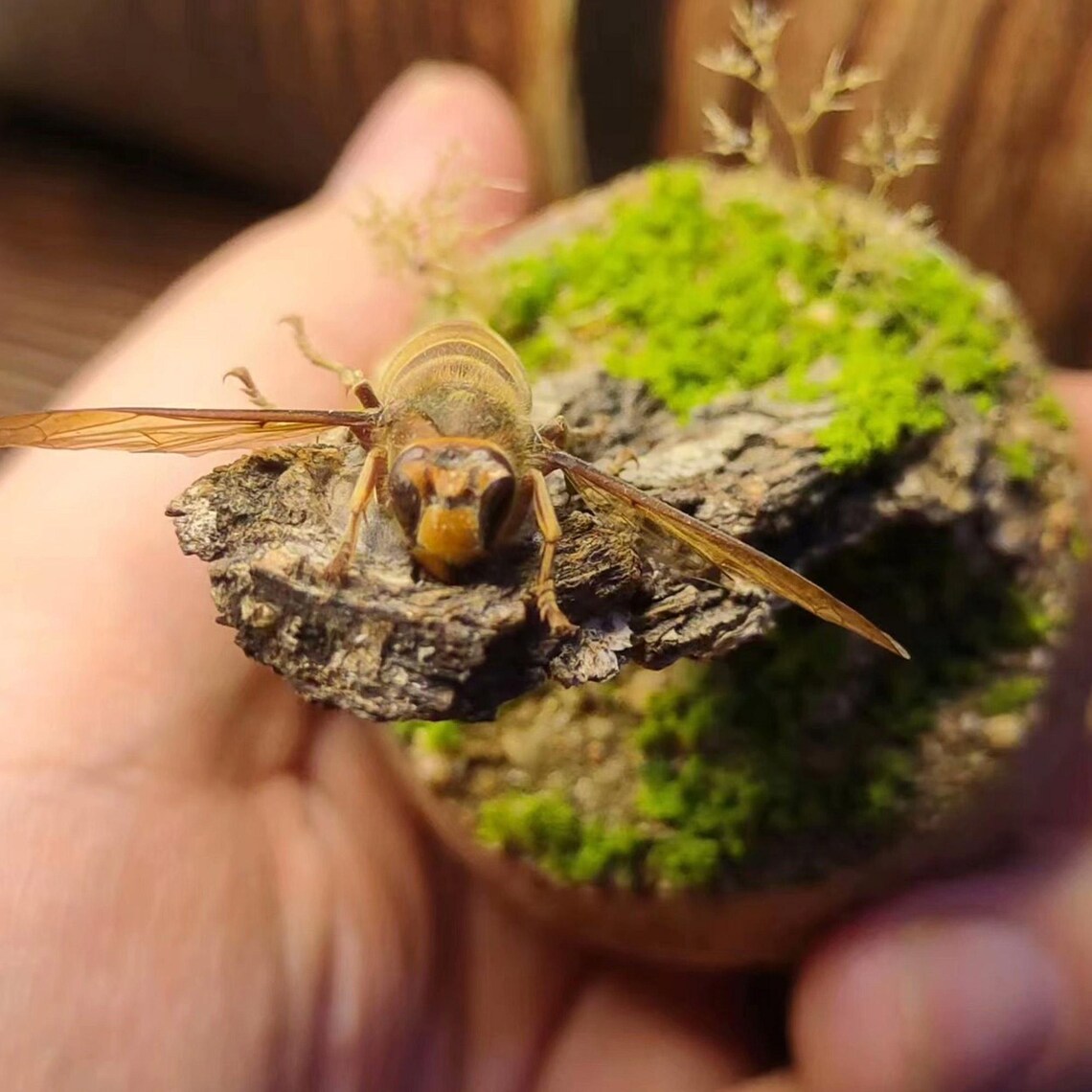 Honey Bee Display Dome Art, Natural Landscape Specimens, Honeybee ...