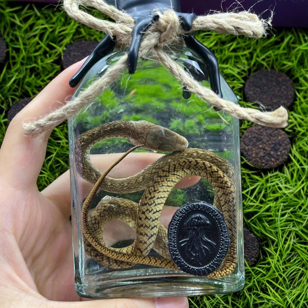Real Garter Snake Wet Specimen, Serpent Ethical Taxidermy, Real Snake ...