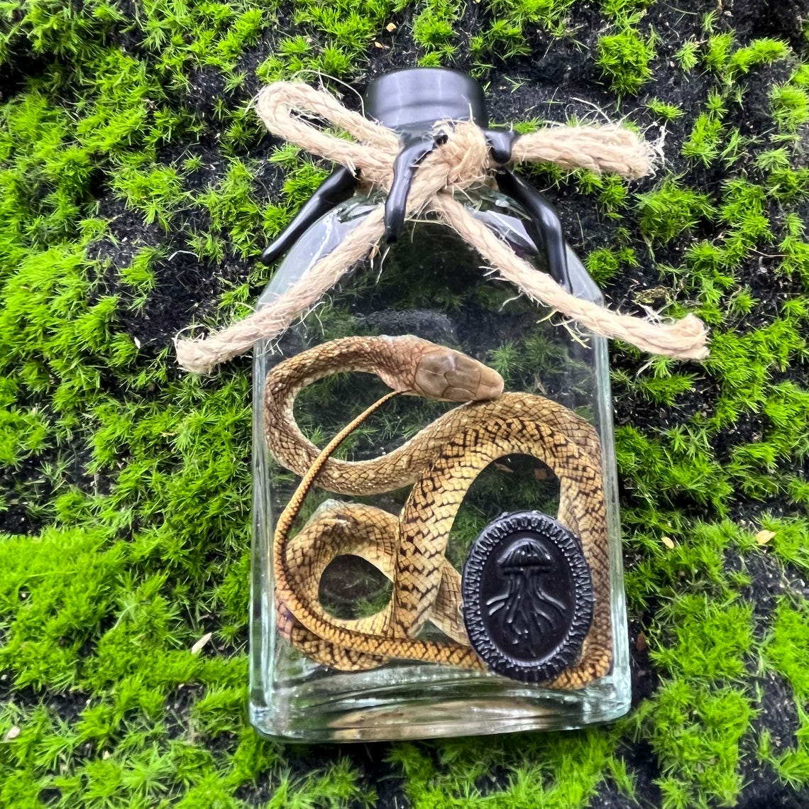 Real Garter Snake Wet Specimen, Serpent Ethical Taxidermy, Real Snake ...