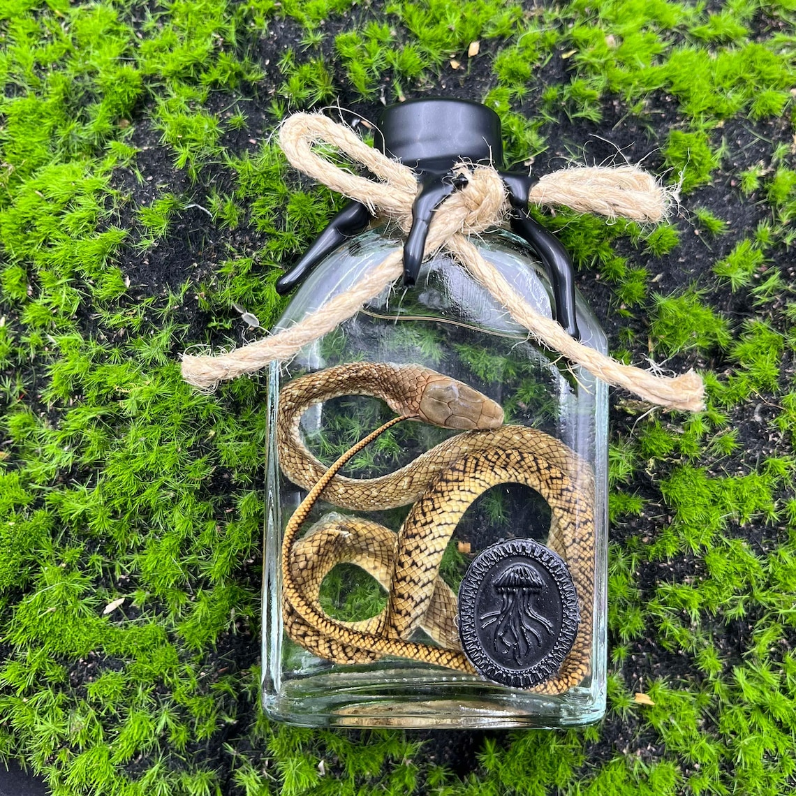 Real Garter Snake Wet Specimen, Serpent Ethical Taxidermy, Real Snake ...