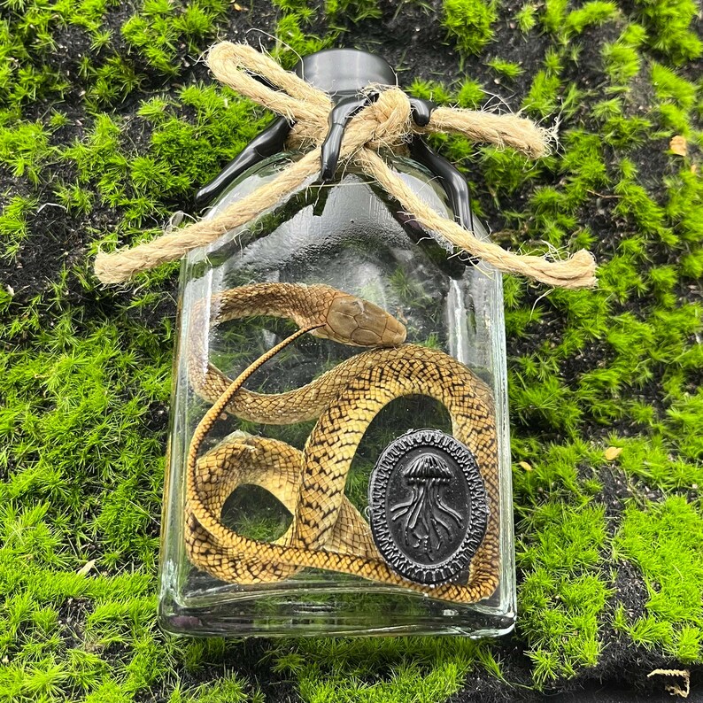 Real Garter Snake Wet Specimen, Serpent Ethical Taxidermy, Real Snake ...