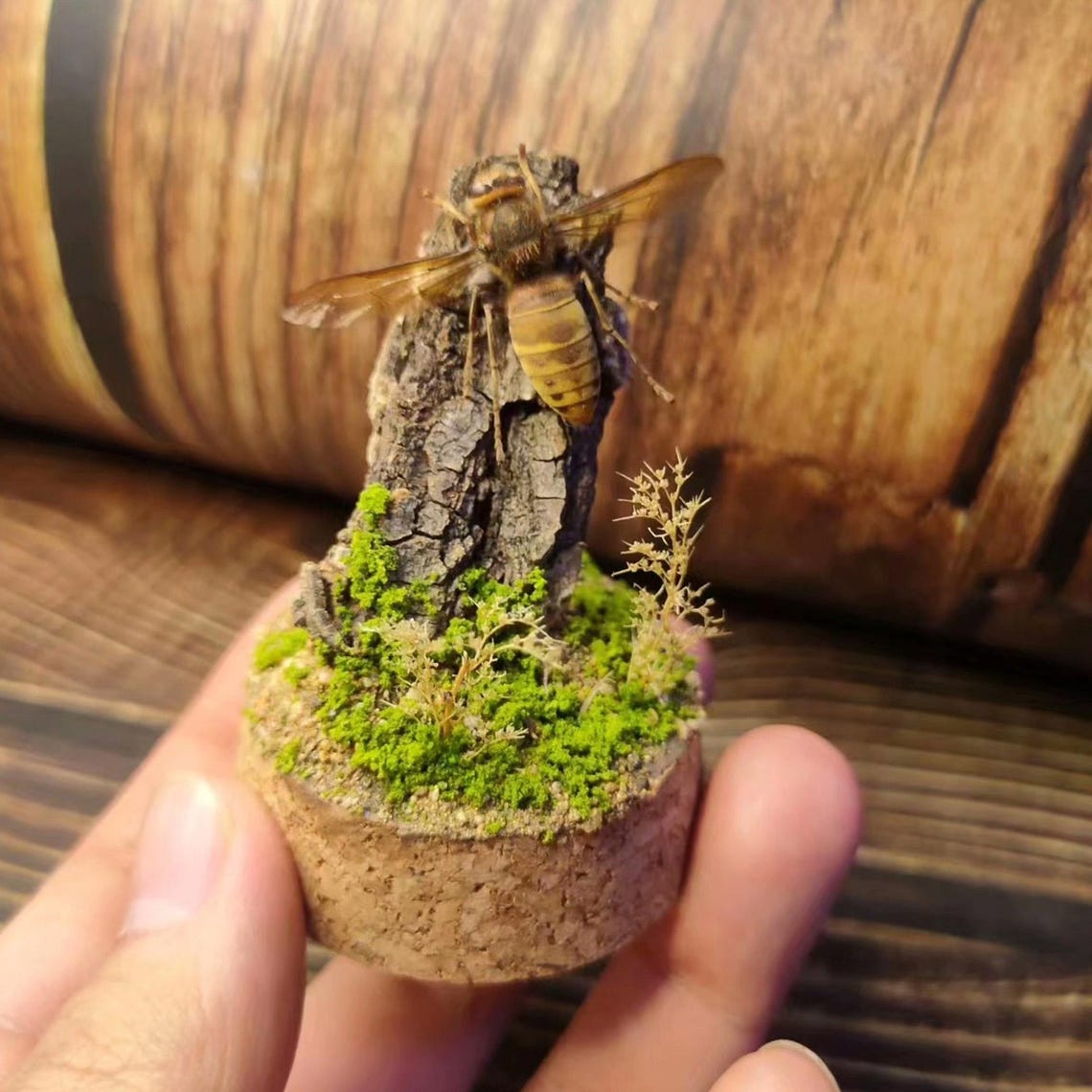 Honey Bee Display Dome Art, Natural Landscape Specimens, Honeybee ...