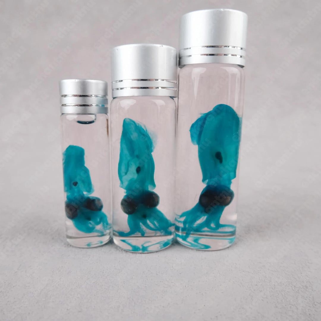 Transparent Stained Squid Wet Specimens, Real Squid Specimens, Blue ...