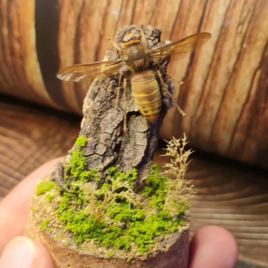 Honey Bee Display Dome Art, Natural Landscape Specimens, Honeybee ...