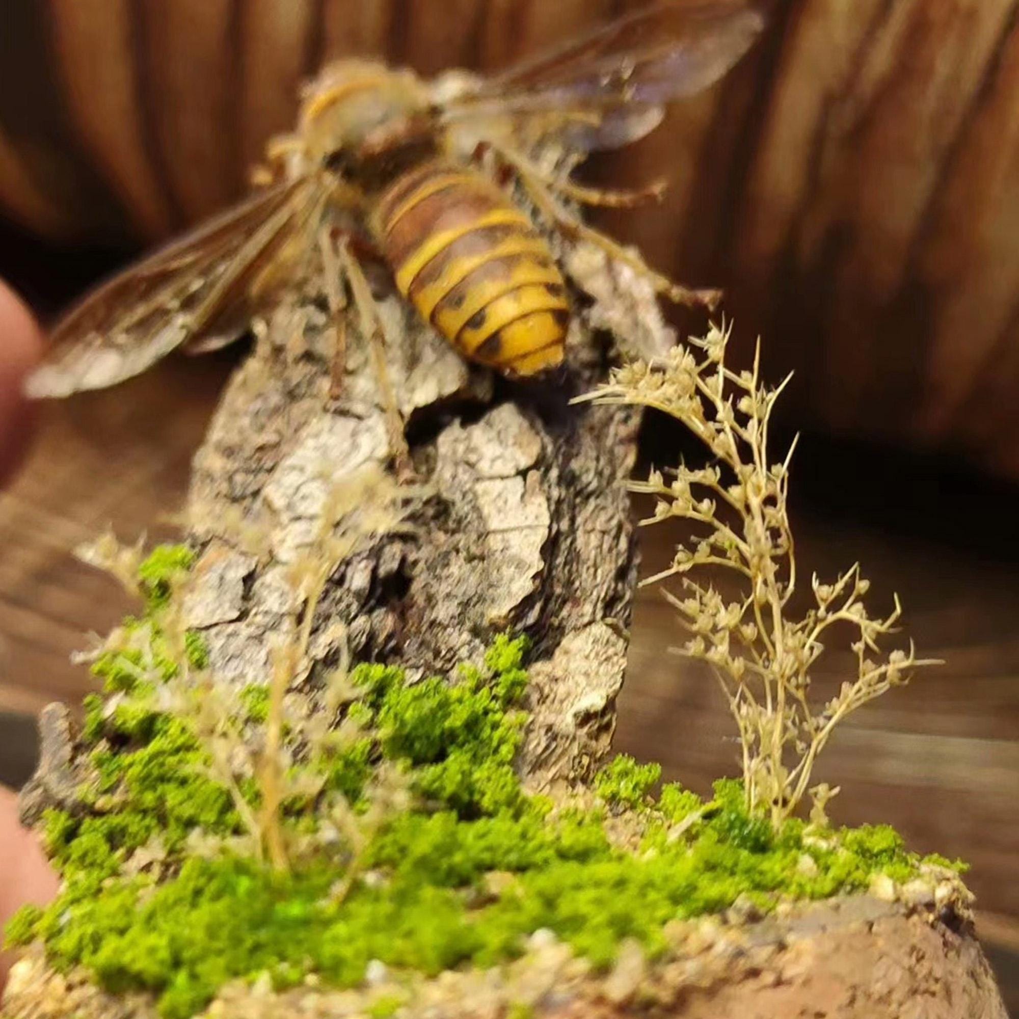 Honey Bee Display Dome Art, Natural Landscape Specimens, Honeybee ...