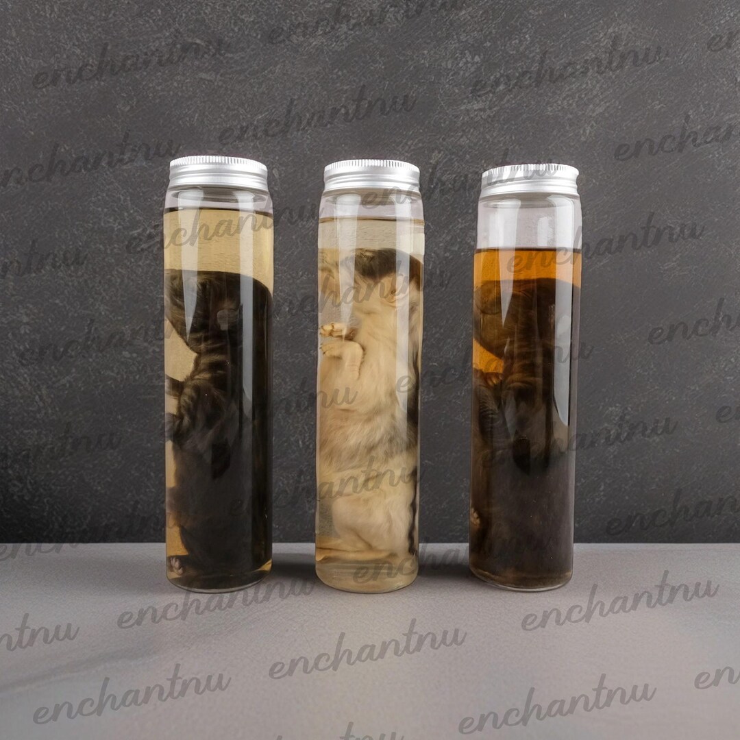 Baby Fox Jar Wet Specimens, Taxidermy Fox, in Glass Bottles, Unique ...