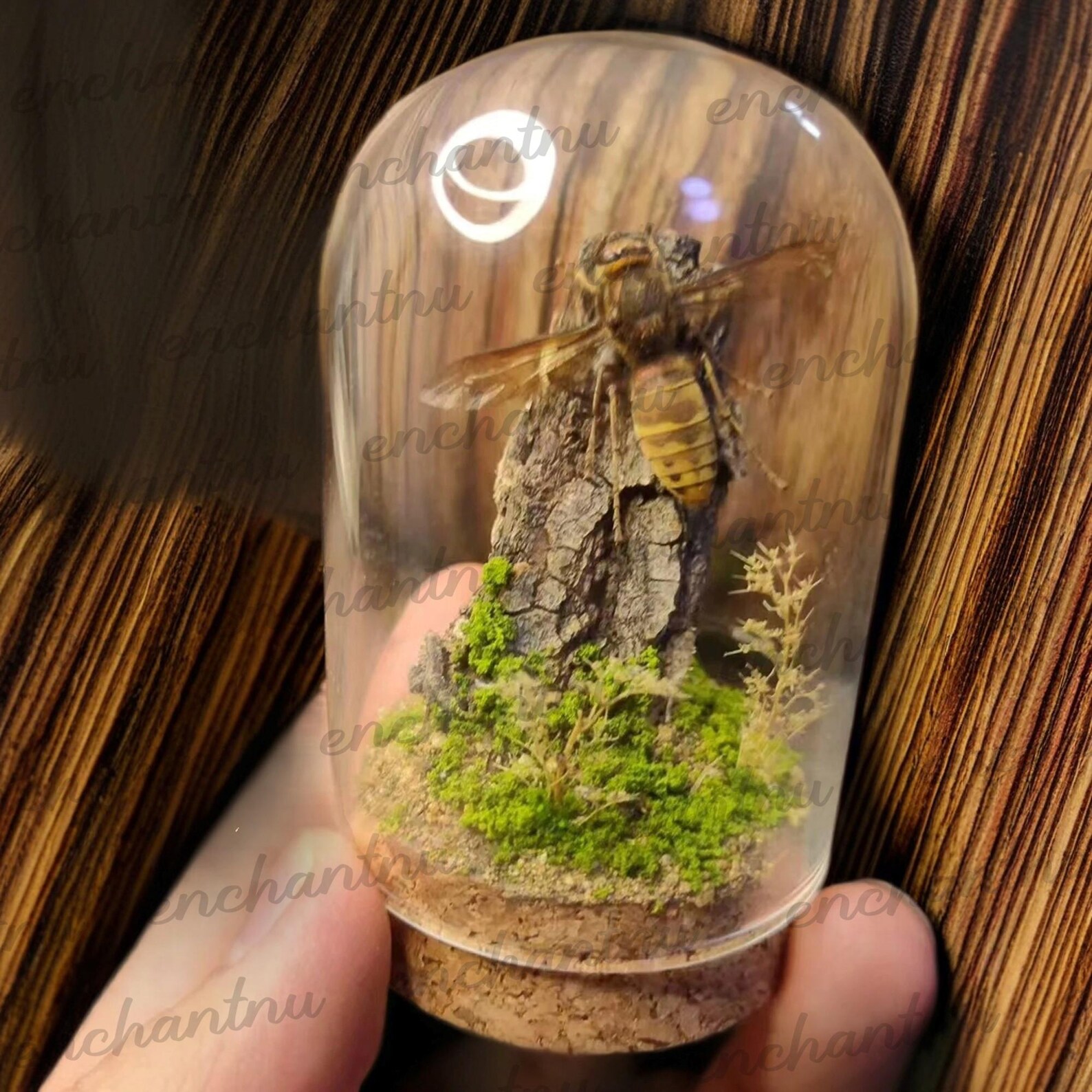 Honey Bee Display Dome Art, Natural Landscape Specimens, Honeybee ...