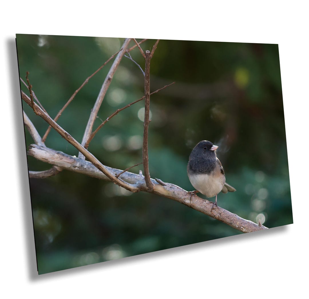 Caterpillar Moth Cocoon Metamorphosis Fuzzy Creeping Segmented Silk ...