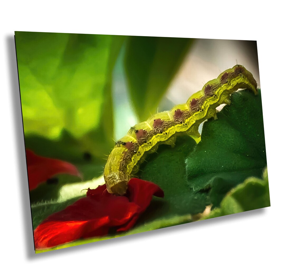 Caterpillar Moth Cocoon Metamorphosis Fuzzy Creeping Segmented Silk ...