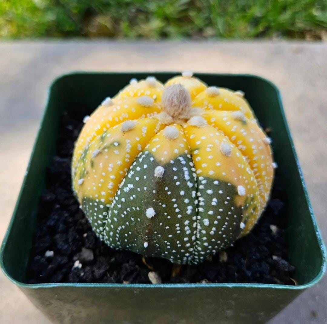 4 Rare Astrophytum - Etsy