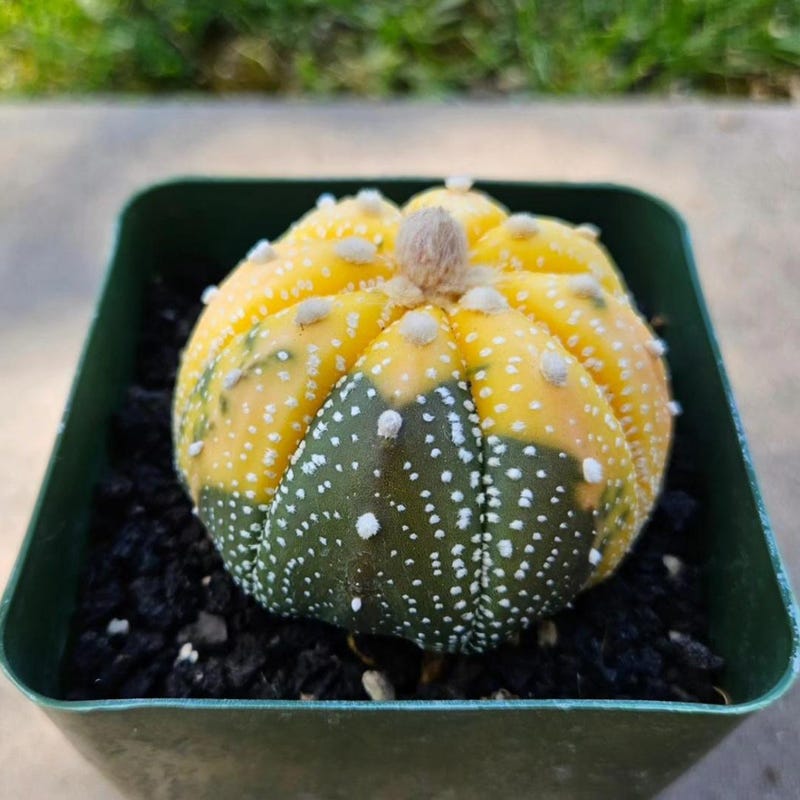 Variegated Astrophytum - Etsy