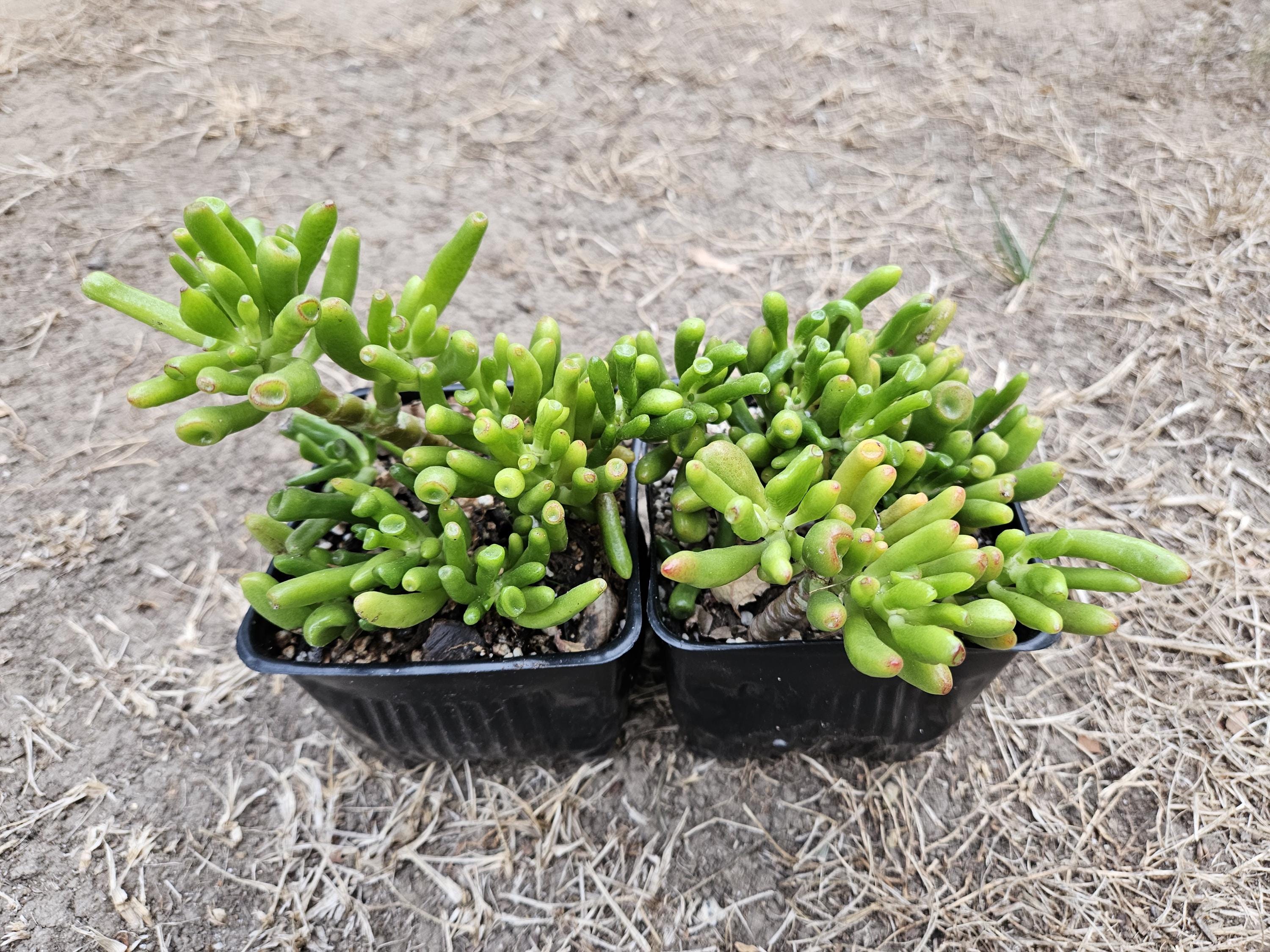 4" Ogre Ears Plant - Crassula Ovata - Shrek Ears Easycare Succulent - Etsy