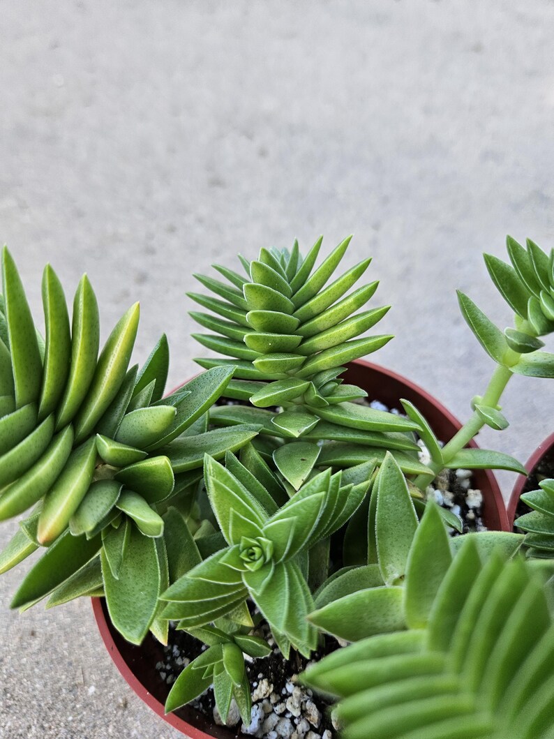 4 Red Pagoda Succulent Crassula - Etsy
