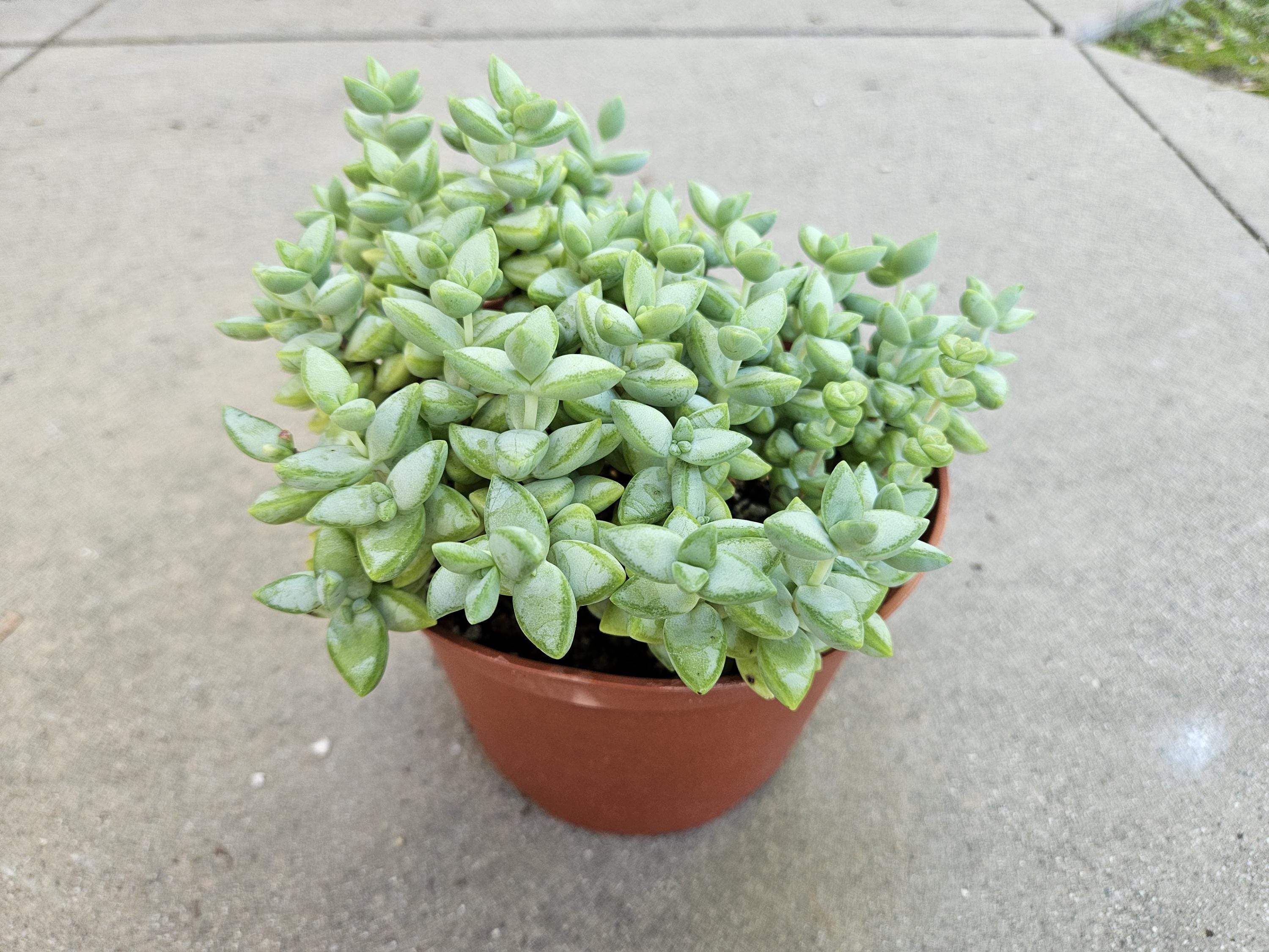 6 Crassula Rupestris Rosary Vine Baby's Necklace - Etsy