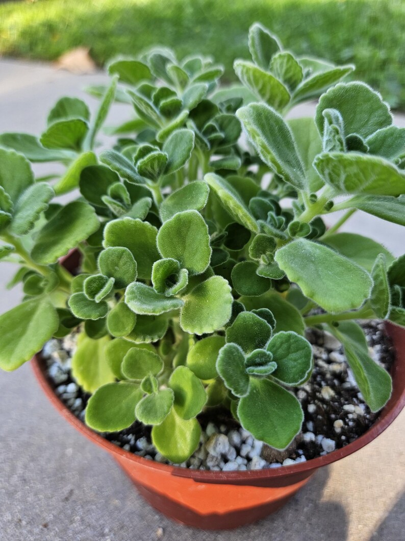 6 Vicks Plant Very Calming Fragrant Succulent Plectranthus Tomentosa - Etsy