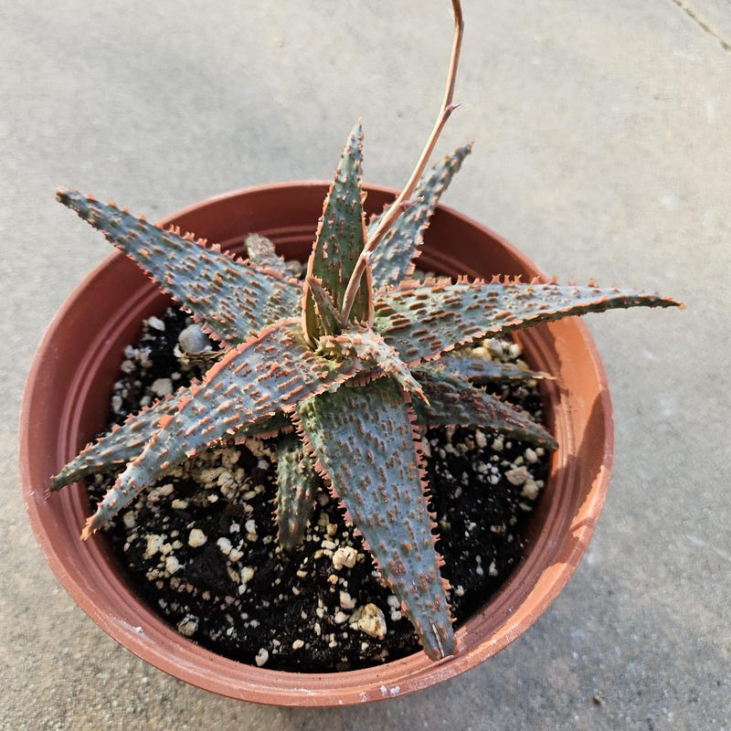 Aloe Hybrid - Etsy